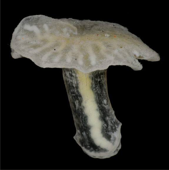 New Species Looks Like a Mushroom | Island Bay Marine Education Centre